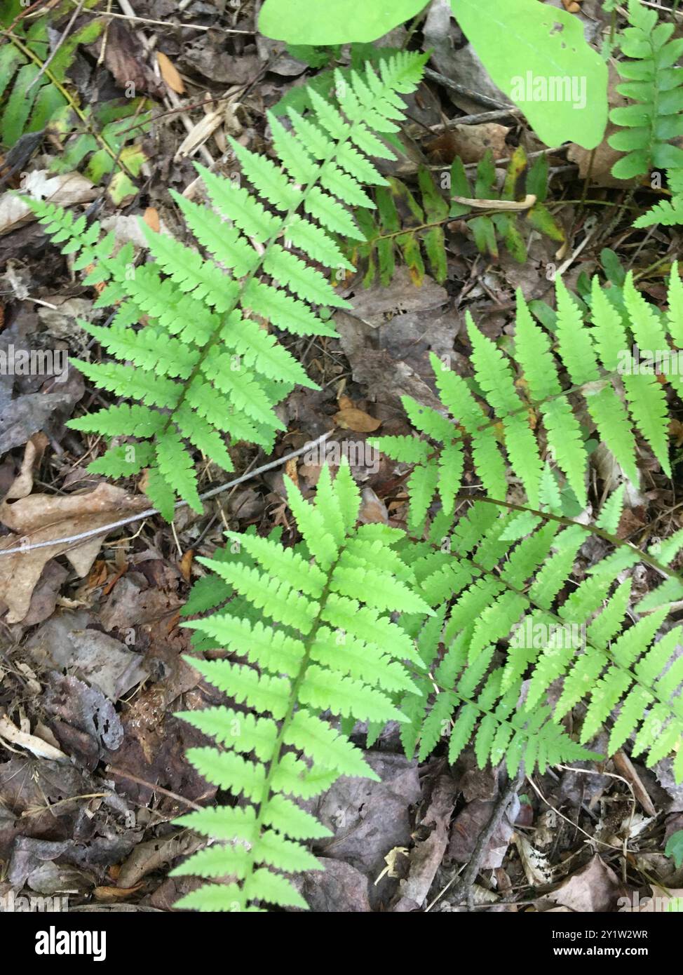 southern lady fern (Athyrium asplenioides) Plantae Stock Photo - Alamy