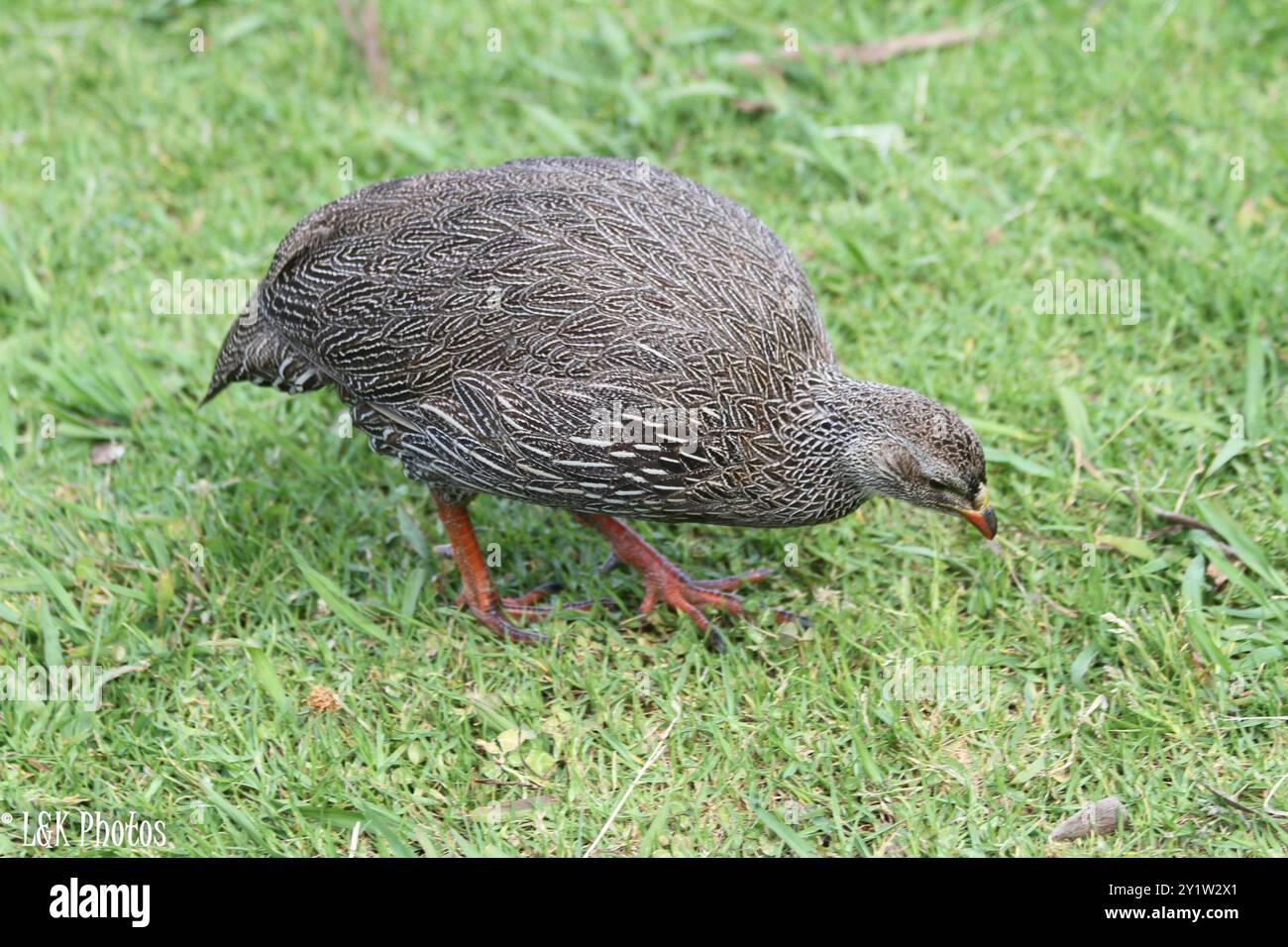Cape Spurfowl (Pternistis capensis) Aves Stock Photo - Alamy