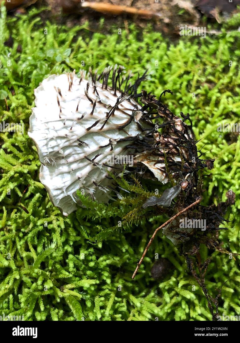 many-fruited pelt lichen (Peltigera polydactylon) Fungi Stock Photo - Alamy