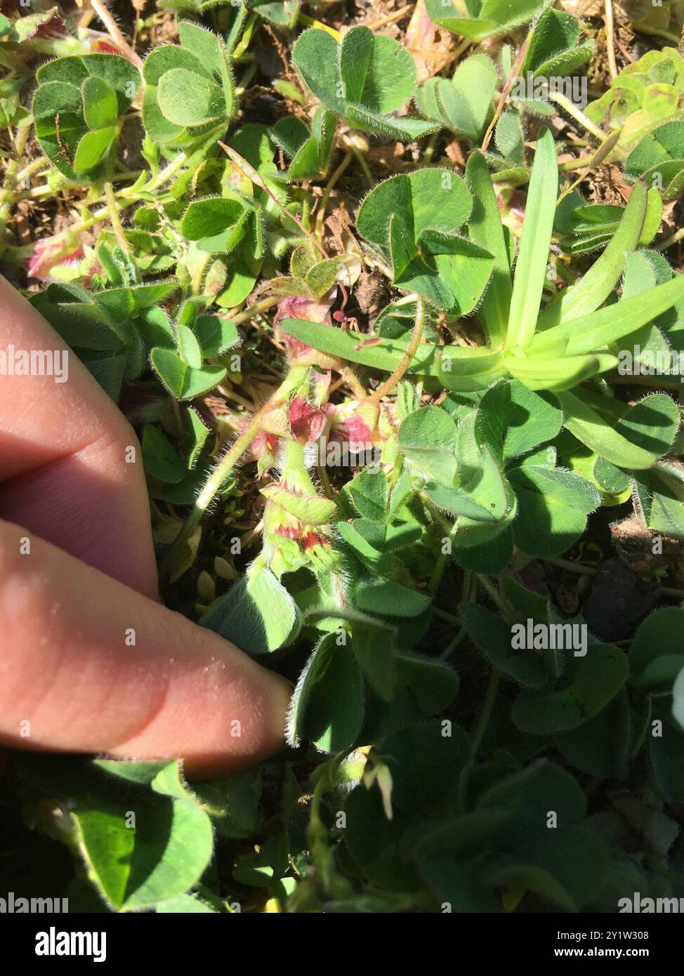Subterranean Clover (Trifolium subterraneum) Plantae Stock Photo - Alamy