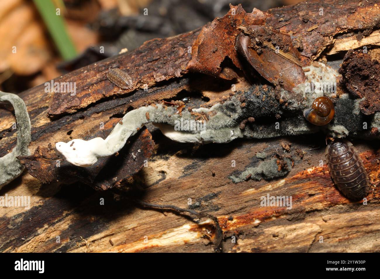 Candlesnuff Fungus (Xylaria hypoxylon) Fungi Stock Photo - Alamy