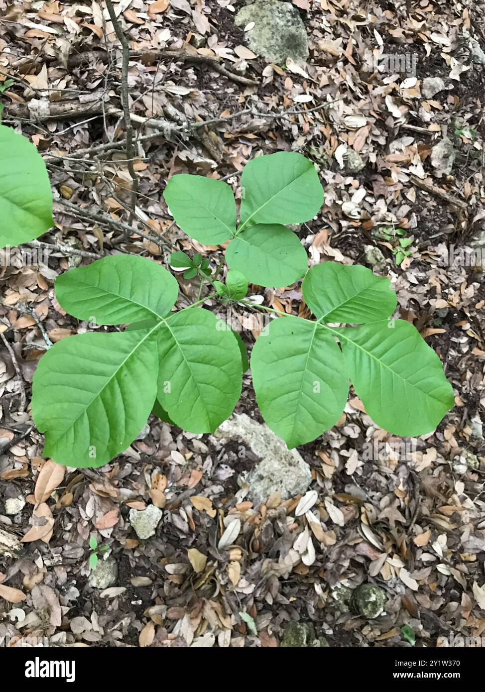common hoptree (Ptelea trifoliata) Plantae Stock Photo - Alamy
