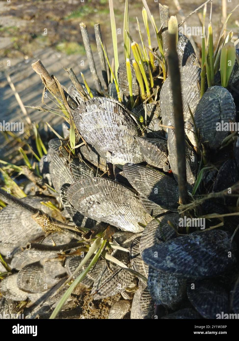 Atlantic Ribbed Mussel (Geukensia demissa) Mollusca Stock Photo - Alamy
