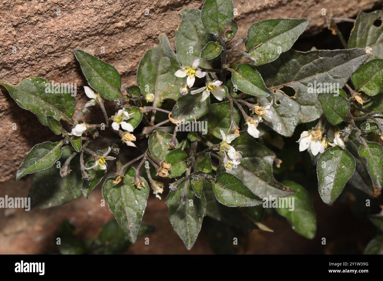 black nightshade (Solanum nigrum) Plantae Stock Photo - Alamy