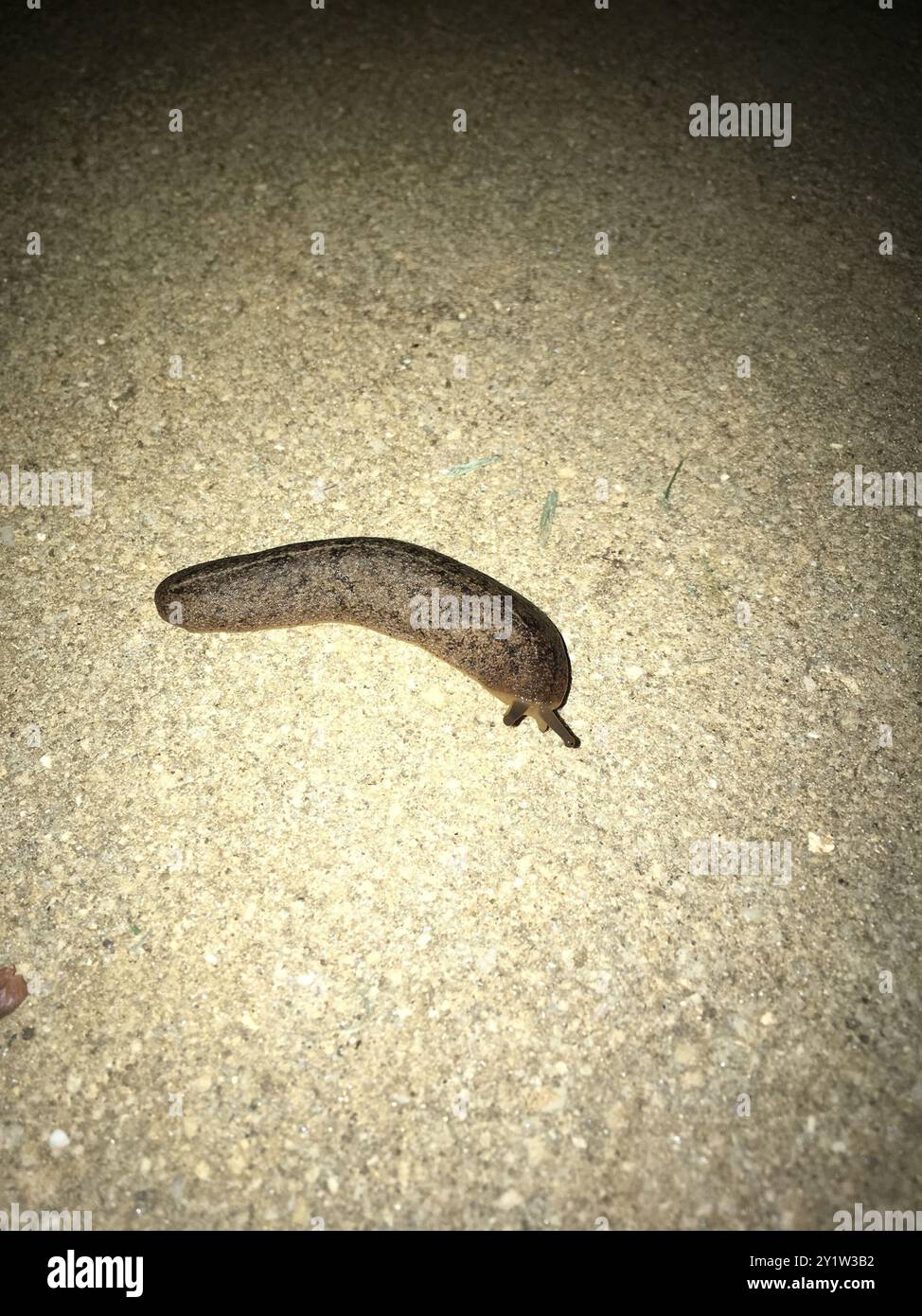Florida Leatherleaf Slug (Leidyula floridana) Mollusca Stock Photo - Alamy