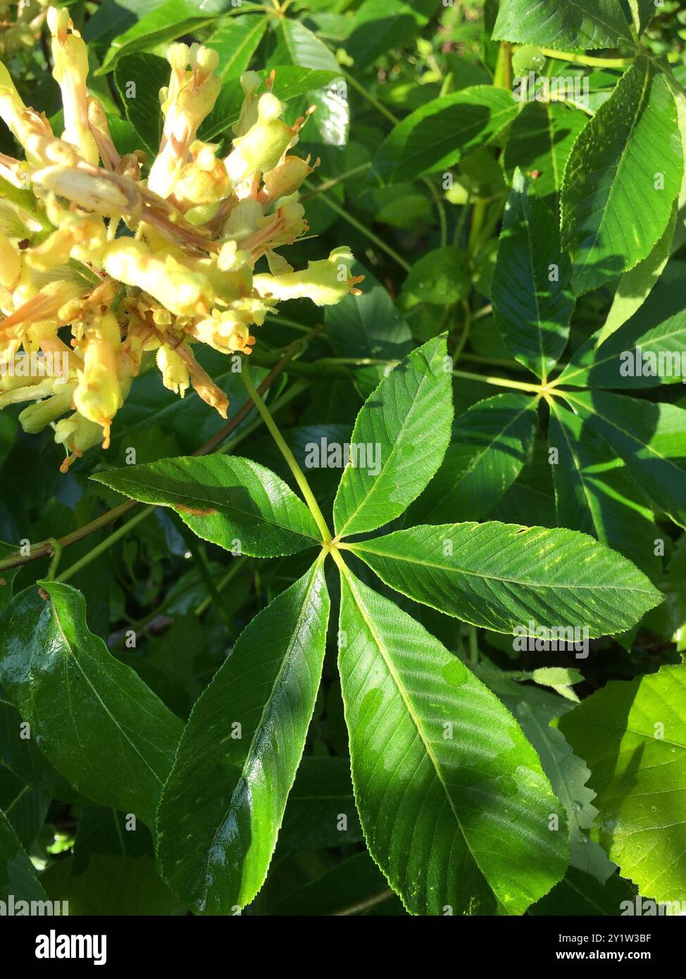 painted buckeye (Aesculus sylvatica) Plantae Stock Photo - Alamy