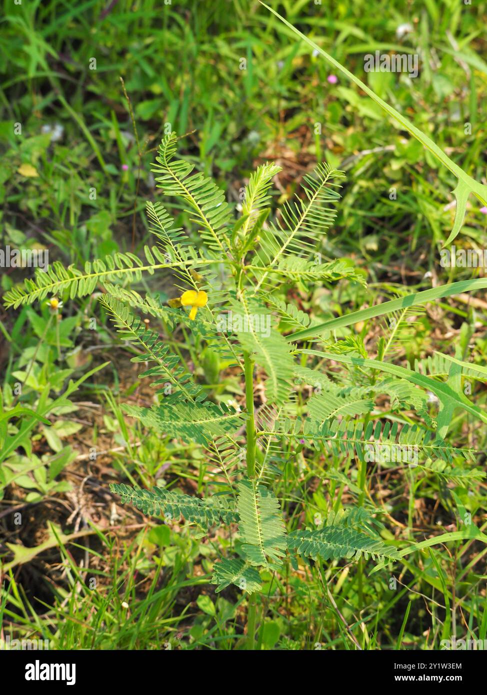 Sesbania Pea (Sesbania cannabina) Plantae Stock Photo - Alamy