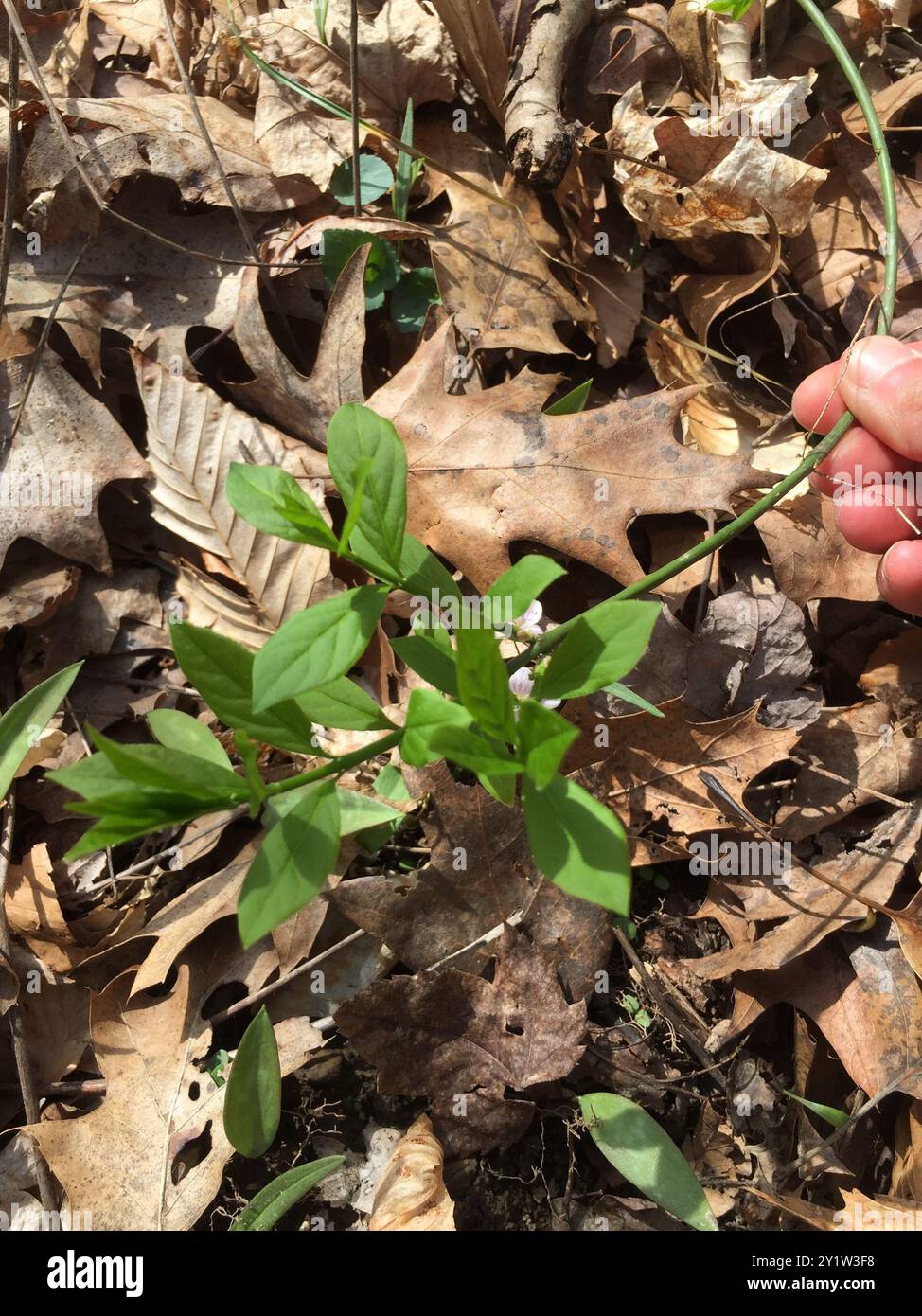 Running Strawberry-bush (Euonymus obovatus) Plantae Stock Photo - Alamy