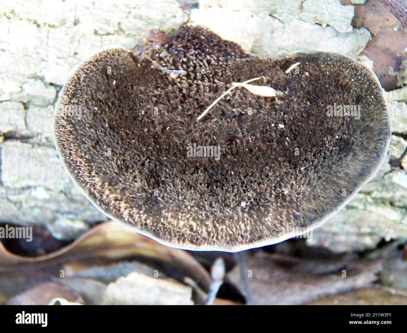 Hairy Hexagonia (Hexagonia hydnoides) Fungi Stock Photo - Alamy