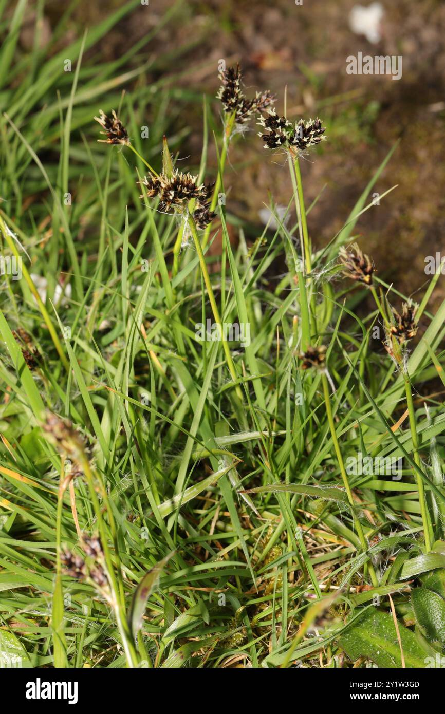 Field woodrush (Luzula campestris) Plantae Stock Photo - Alamy