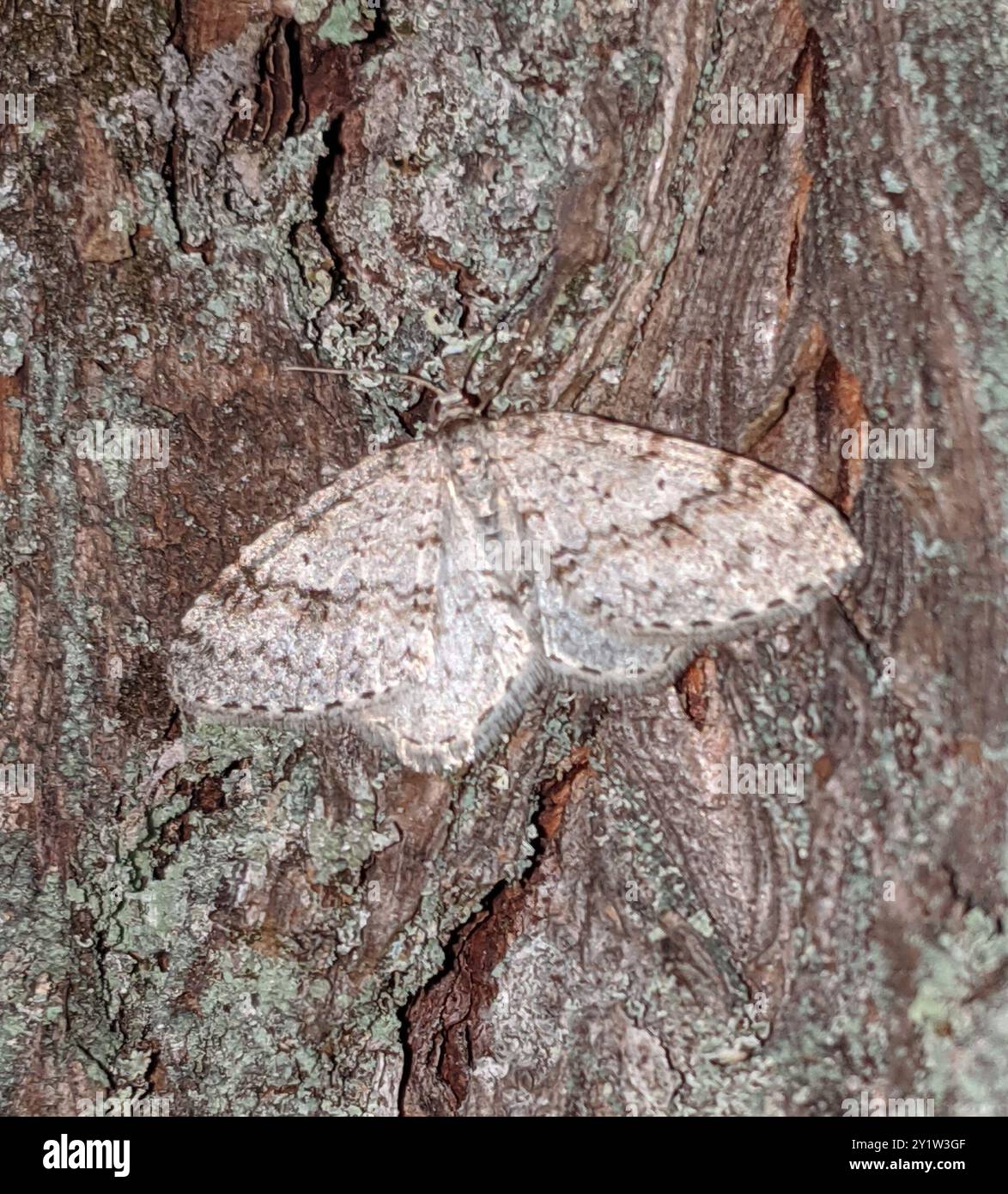 Pearsall's Carpet Moth (Venusia pearsalli) Insecta Stock Photo - Alamy