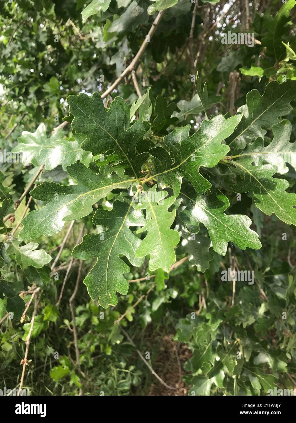 valley oak (Quercus lobata) Plantae Stock Photo - Alamy