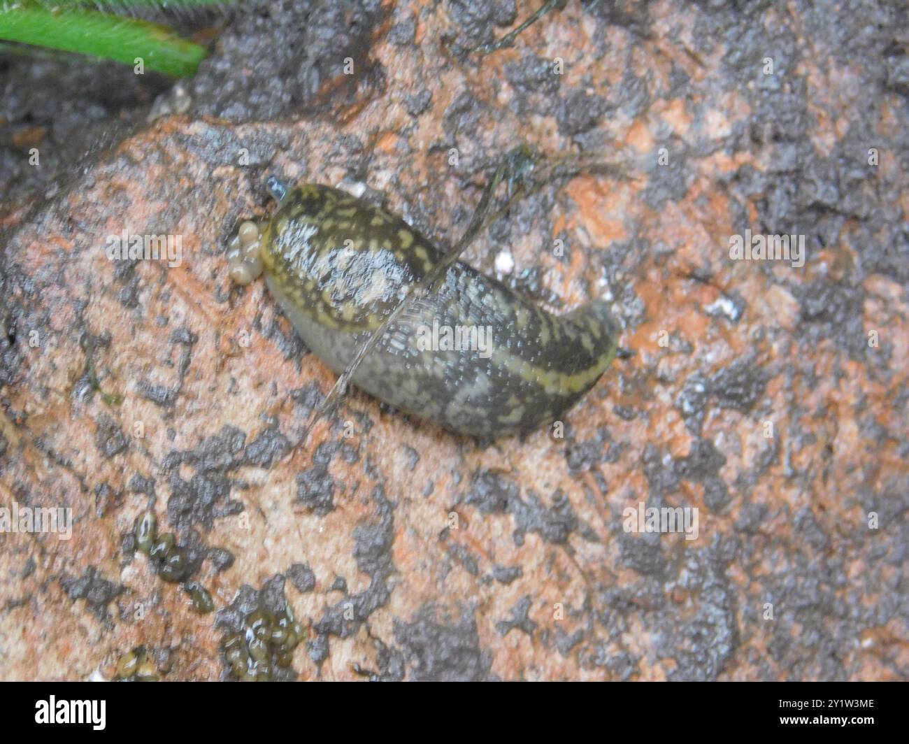 Yellow Cellar Slug (Limacus flavus) Mollusca Stock Photo - Alamy
