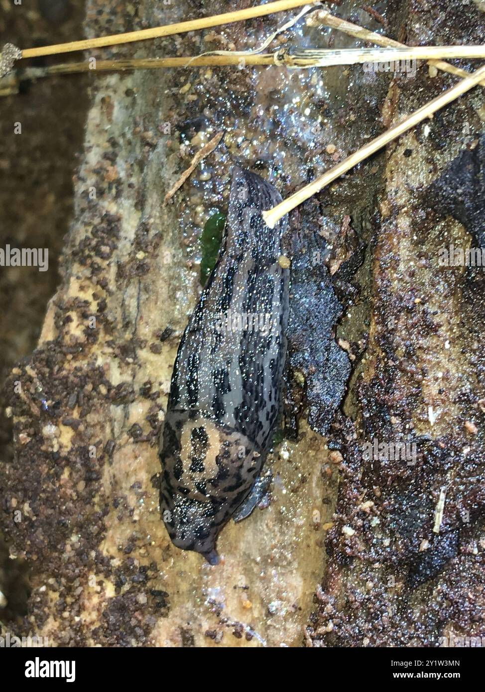 Leopard Slug (Limax maximus) Mollusca Stock Photo - Alamy