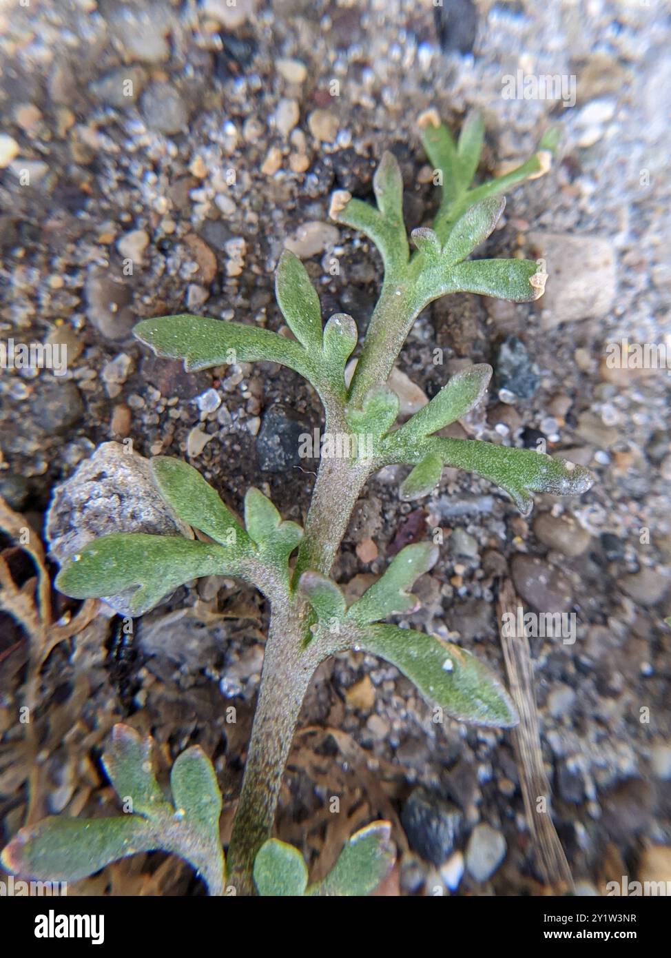 Narrow-leaved Pepperwort (Lepidium ruderale) Plantae Stock Photo - Alamy