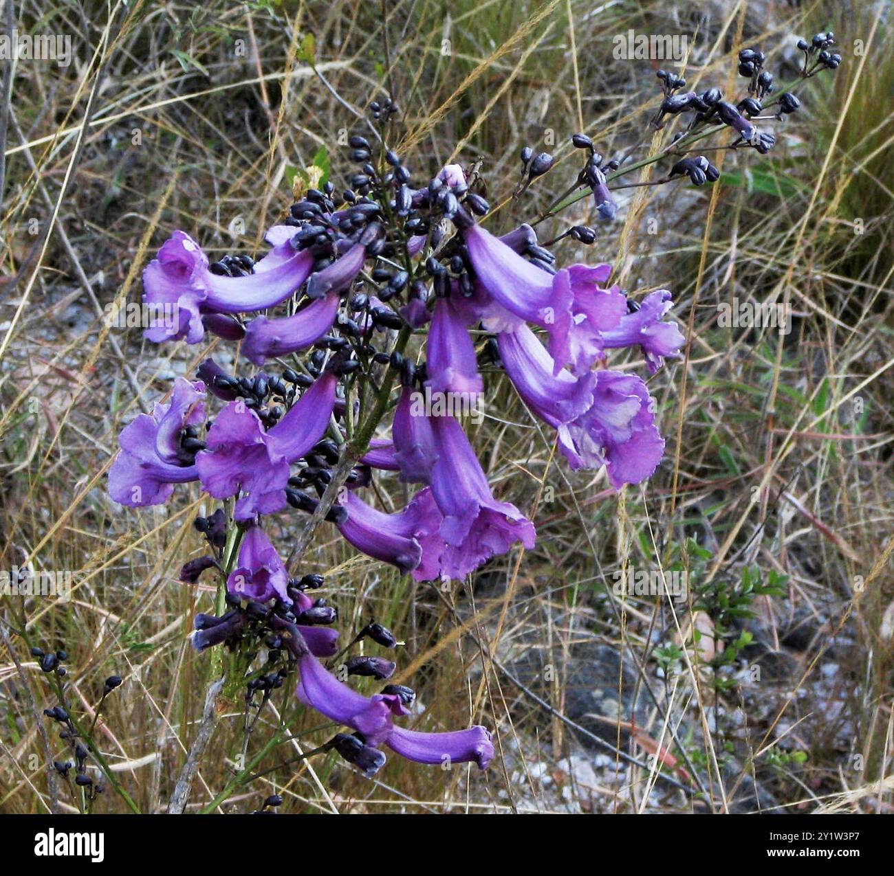 (Jacaranda rufa) Plantae Stock Photo - Alamy
