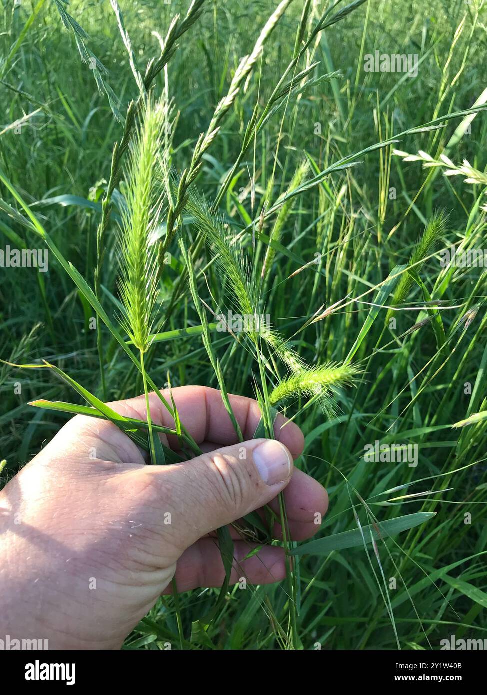 little barley (Hordeum pusillum) Plantae Stock Photo - Alamy