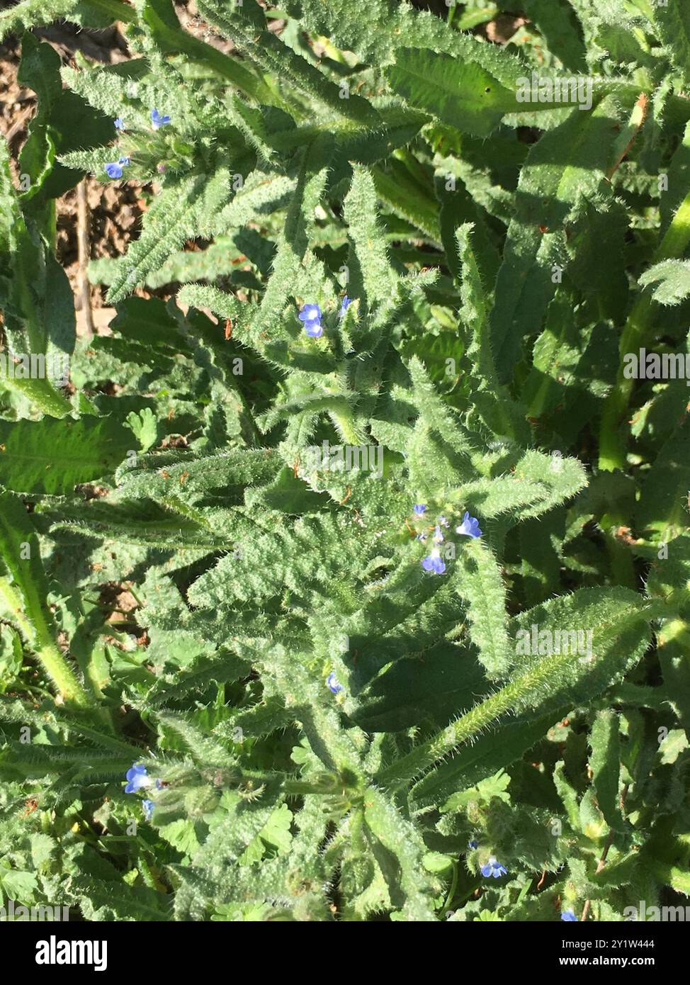 small bugloss (Anchusa arvensis) Plantae Stock Photo - Alamy