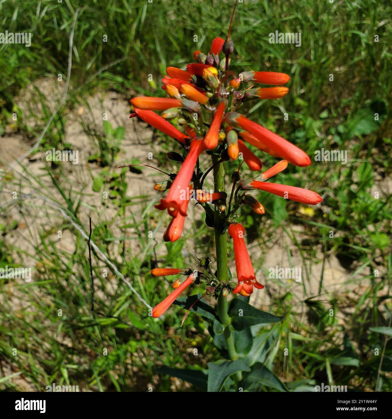 scarlet bugler (Penstemon centranthifolius) Plantae Stock Photo - Alamy
