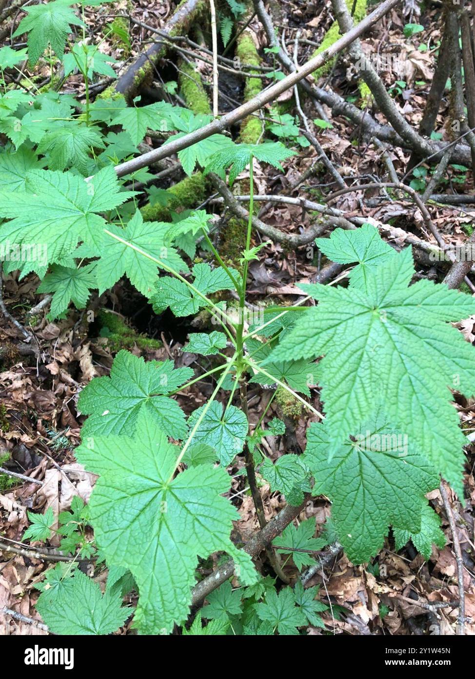 Stink Currant (Ribes bracteosum) Plantae Stock Photo - Alamy