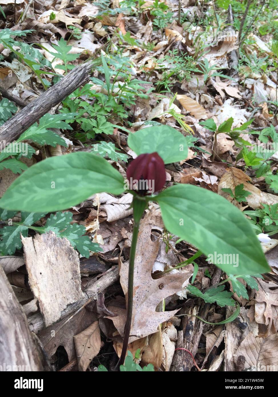 prairie trillium (Trillium recurvatum) Plantae Stock Photo - Alamy