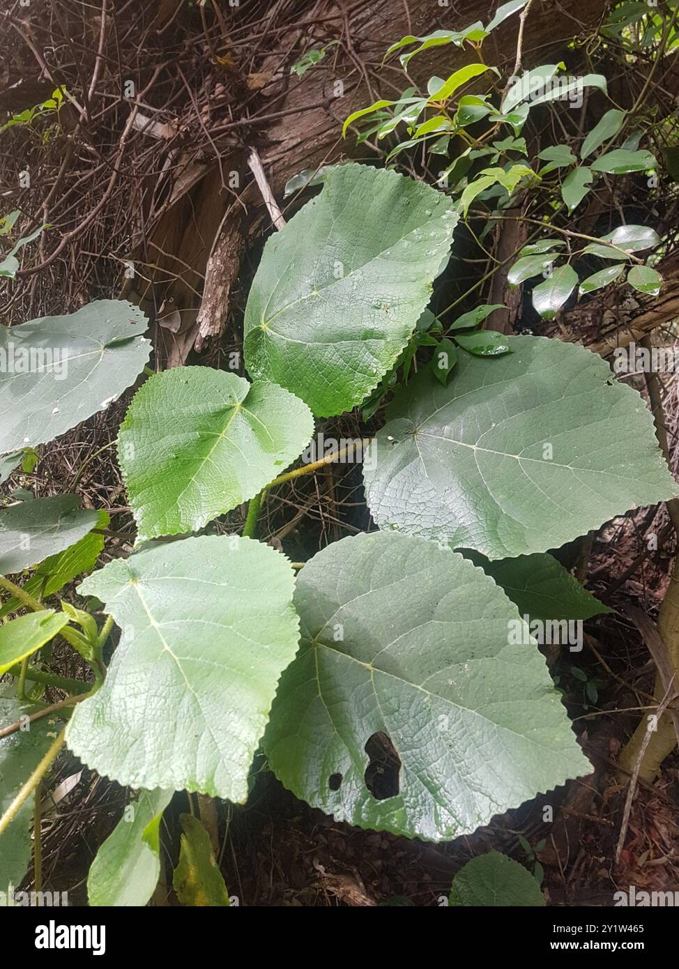Giant Stinging Tree (Dendrocnide excelsa) Plantae Stock Photo - Alamy