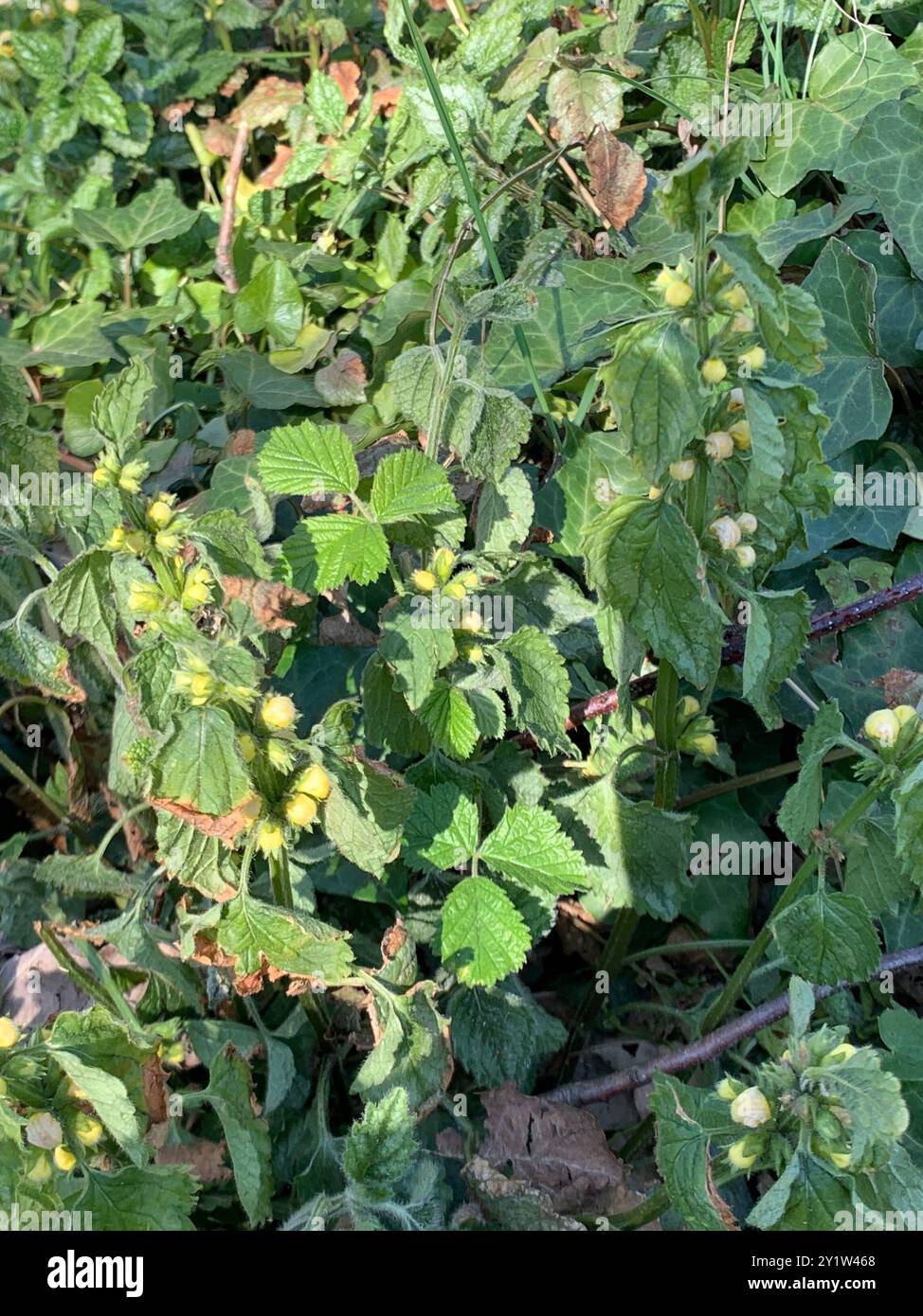 brambles (Rubus) Plantae Stock Photo - Alamy
