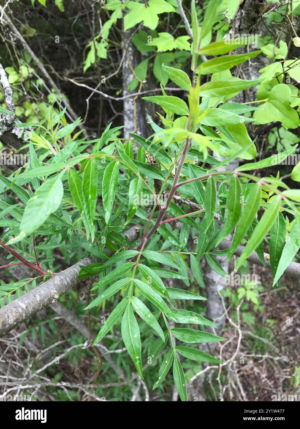Prairie flameleaf sumac (Rhus lanceolata) Plantae Stock Photo - Alamy