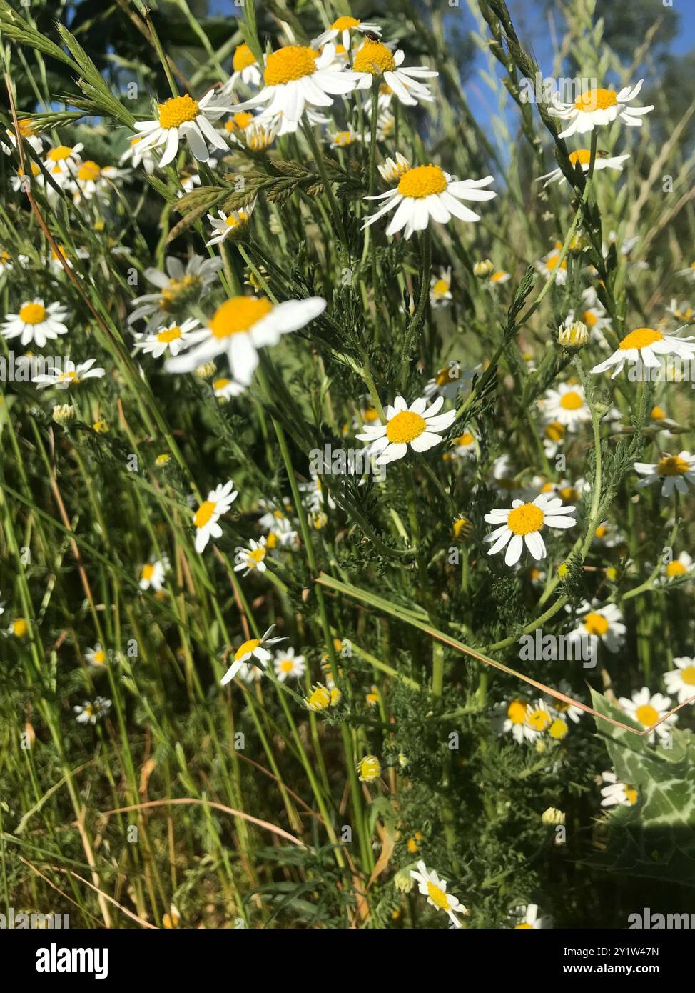 Stinking chamomile (Anthemis cotula) Plantae Stock Photo - Alamy