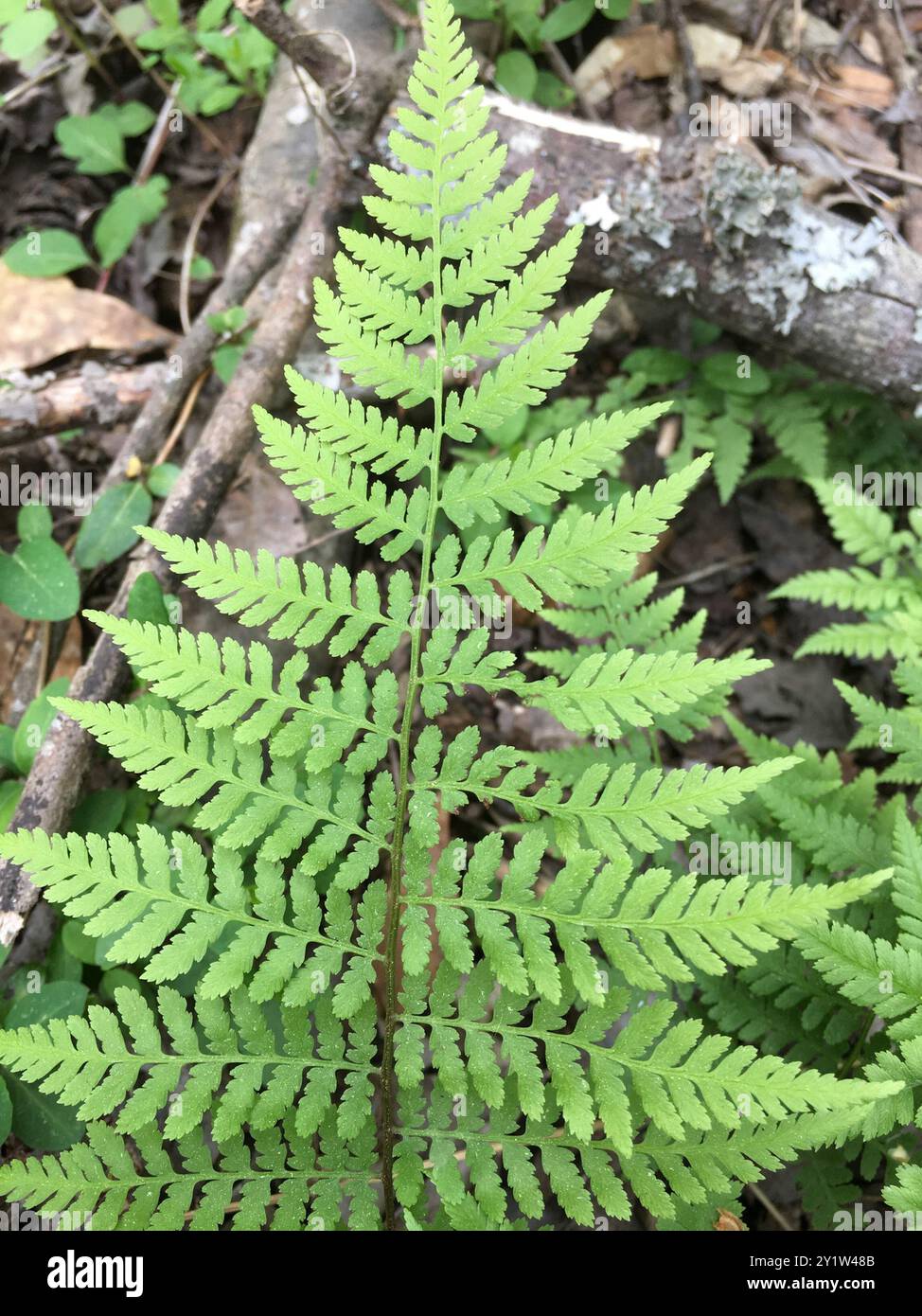 southern lady fern (Athyrium asplenioides) Plantae Stock Photo - Alamy