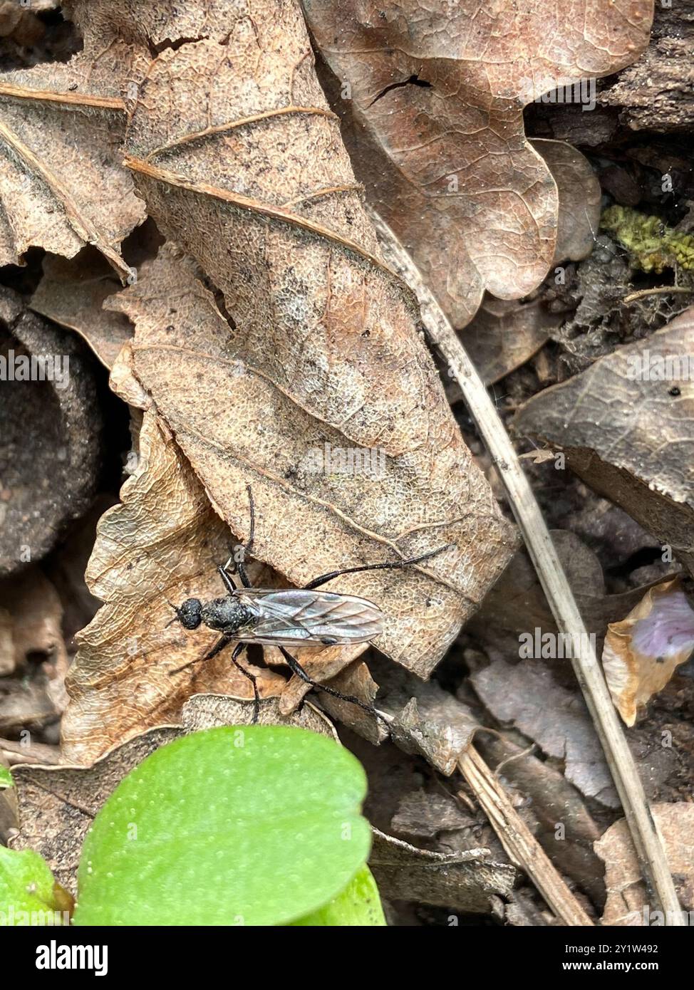 March Flies (Bibionidae) Insecta Stock Photo - Alamy