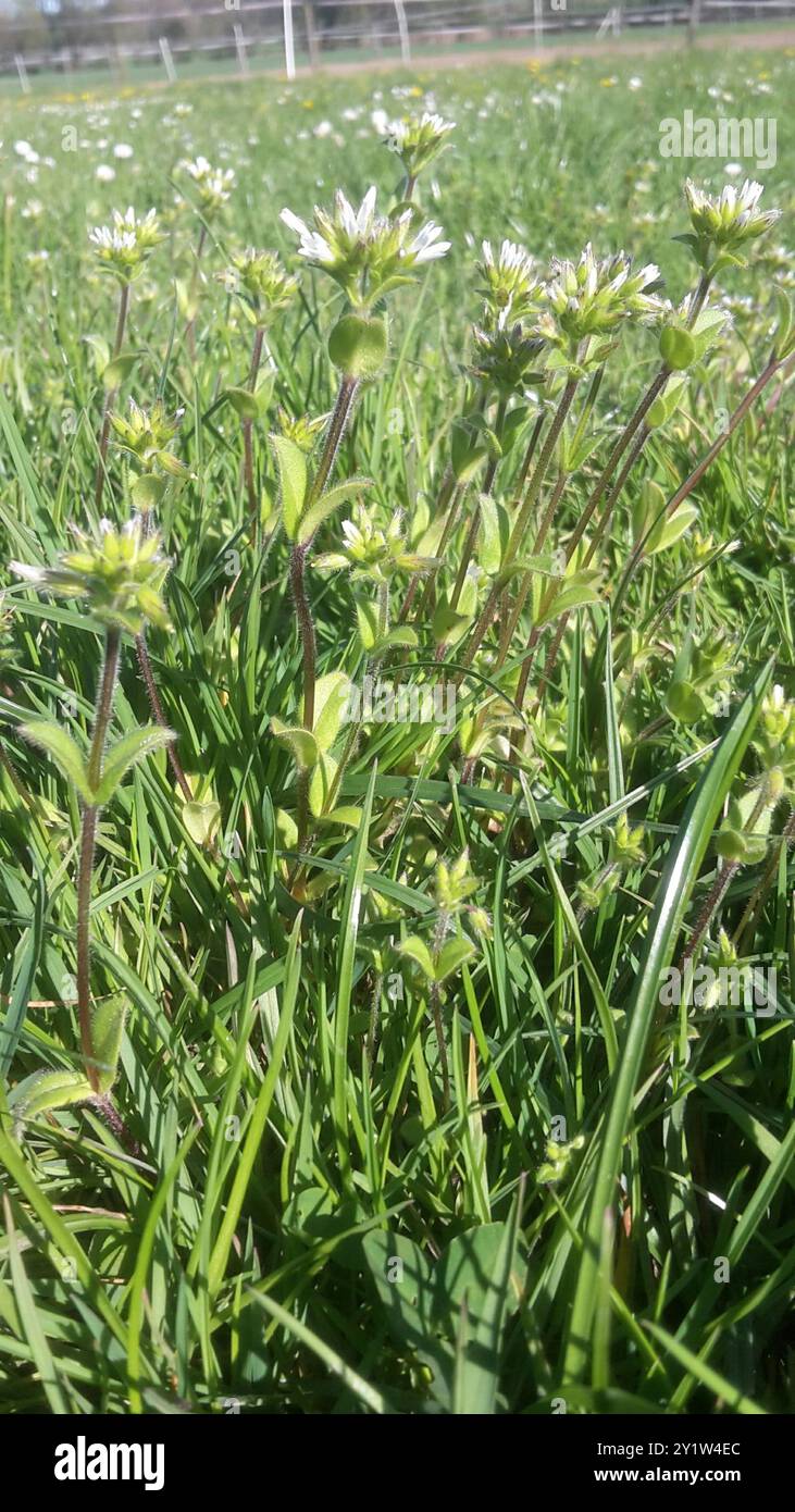 Sticky mouse-ear chickweed (Cerastium glomeratum) Plantae Stock Photo ...