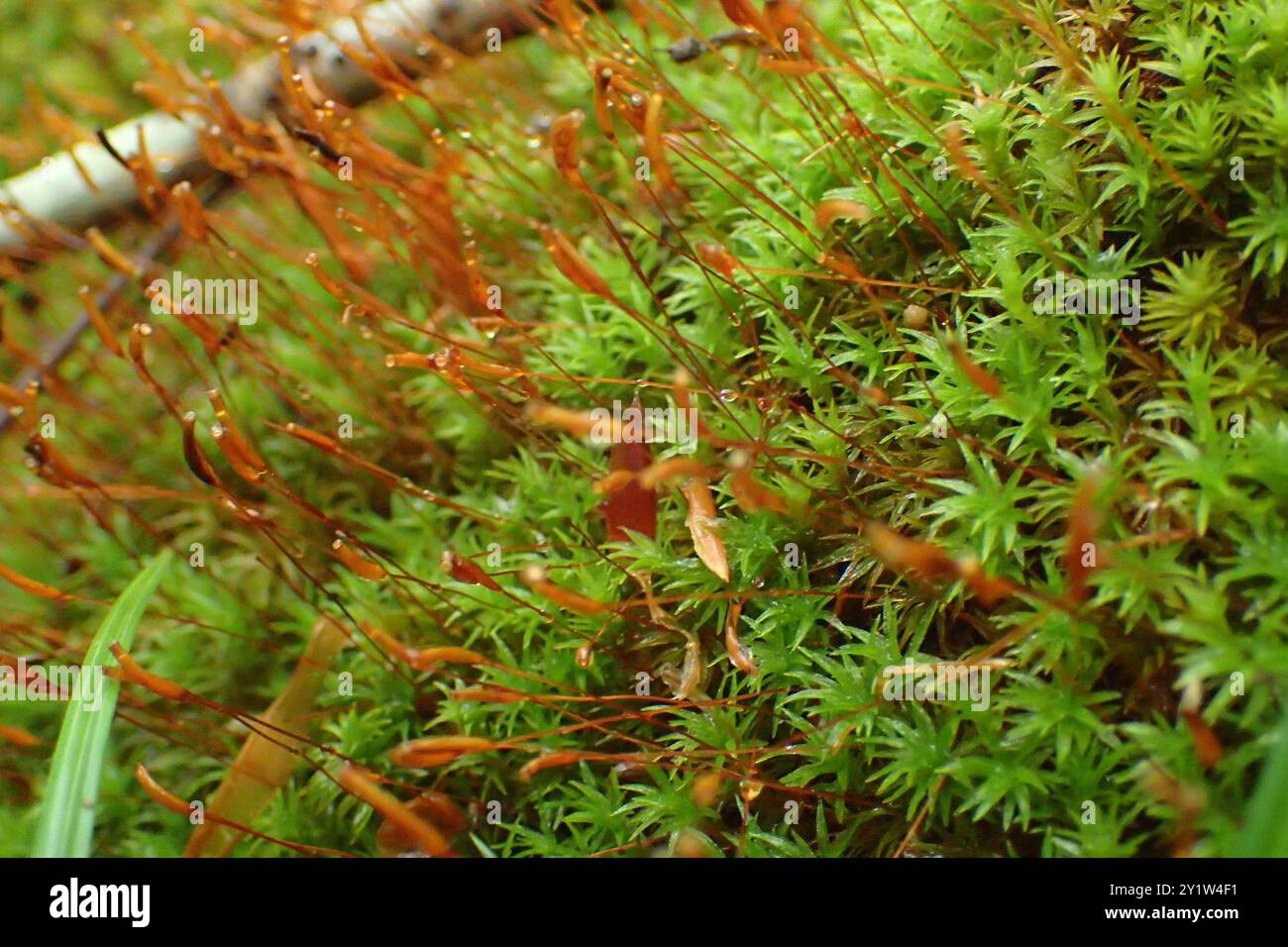 lesser smoothcap (Atrichum angustatum) Plantae Stock Photo - Alamy