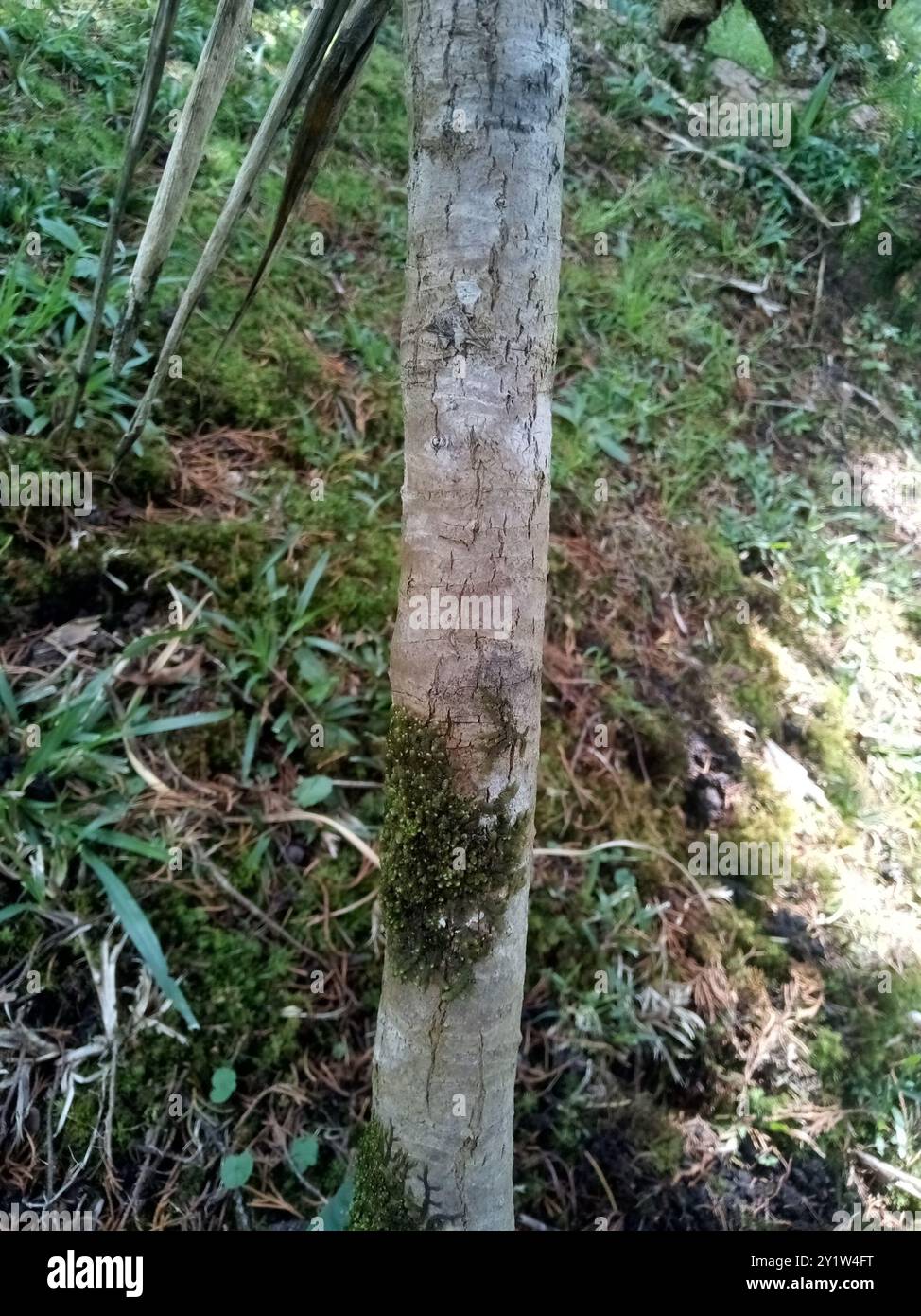 plants (Plantae) Plantae Stock Photo - Alamy