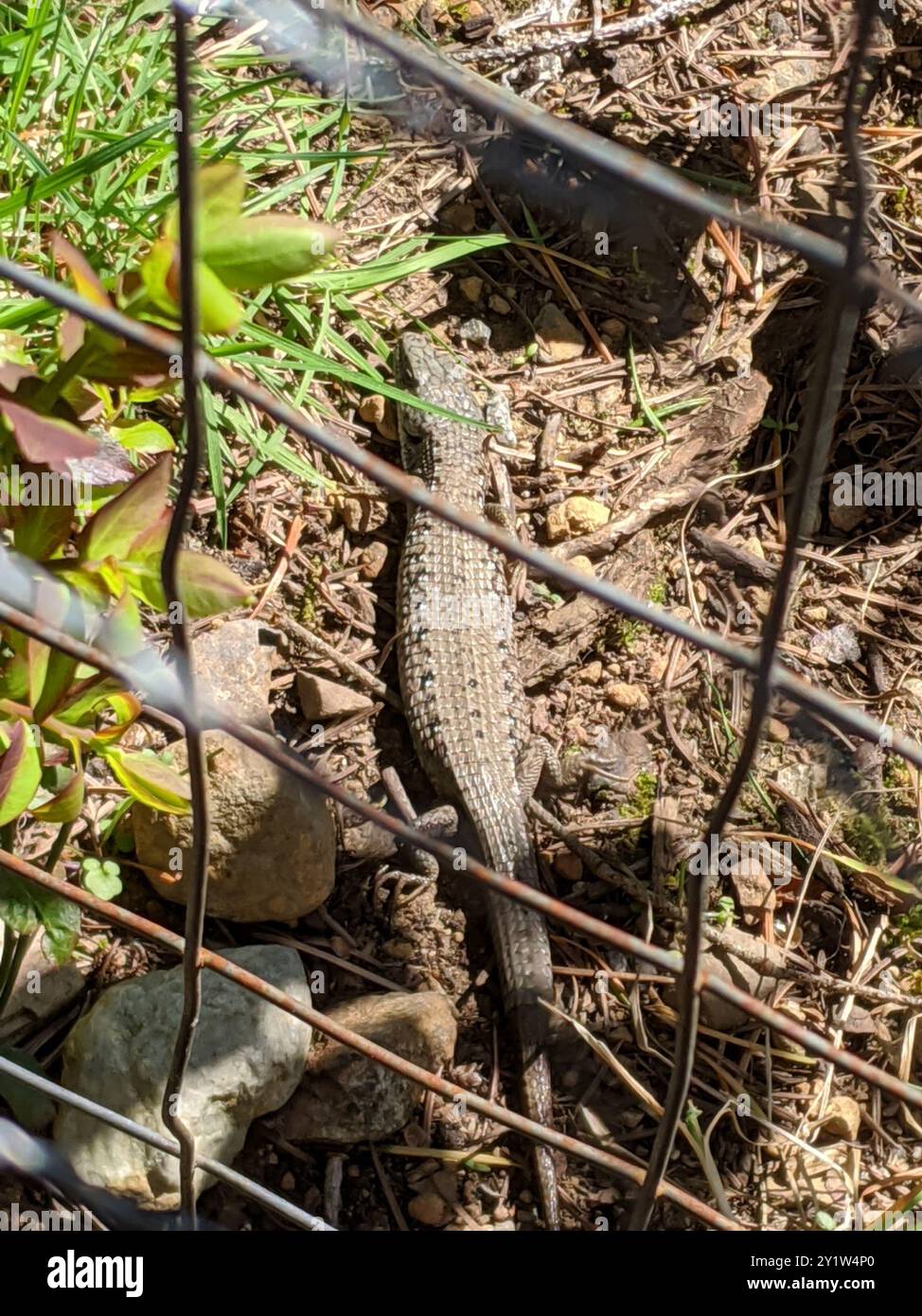 Northern Alligator Lizard (Elgaria coerulea) Reptilia Stock Photo - Alamy