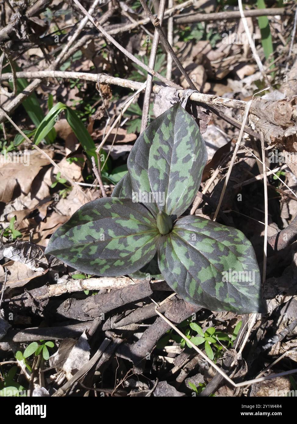 prairie trillium (Trillium recurvatum) Plantae Stock Photo - Alamy