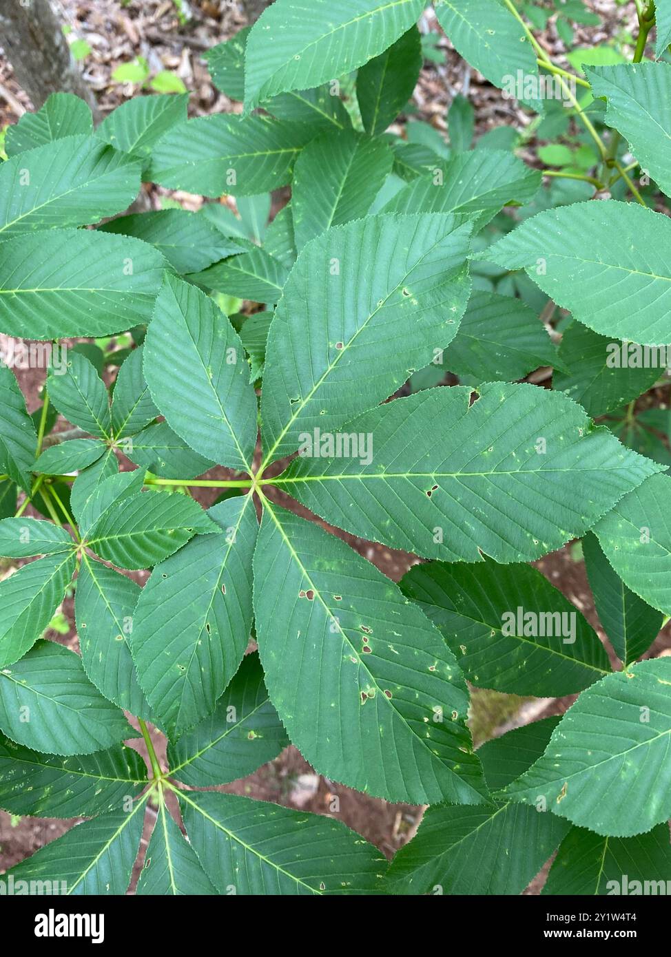 painted buckeye (Aesculus sylvatica) Plantae Stock Photo - Alamy