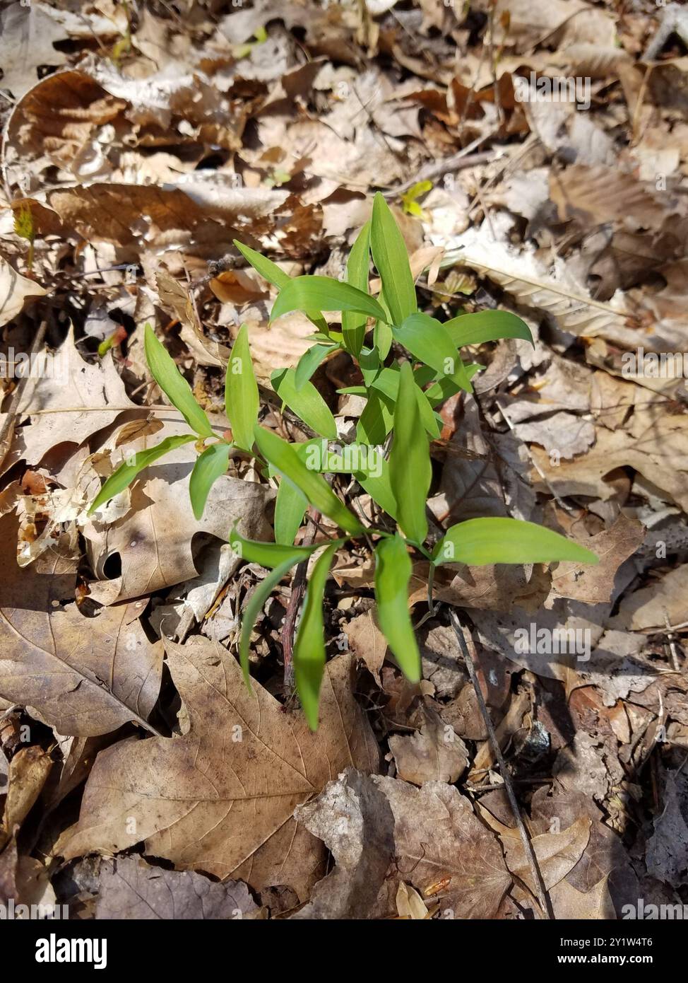 monocots (Liliopsida) Plantae Stock Photo - Alamy