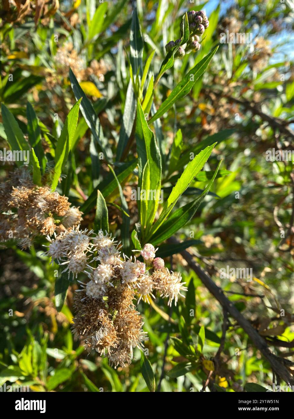 mule fat (Baccharis salicifolia) Plantae Stock Photo - Alamy