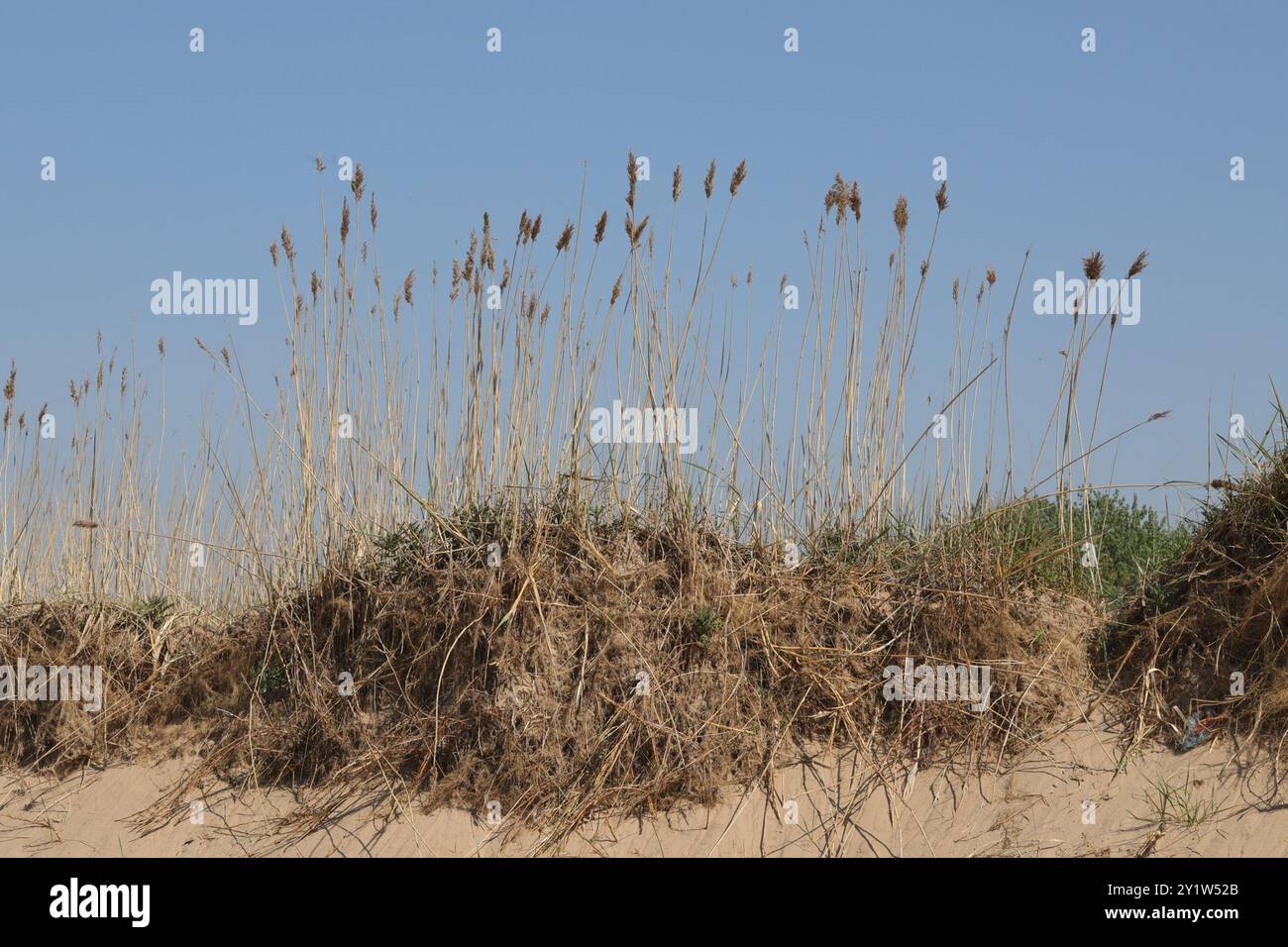 European reed (Phragmites australis australis) Plantae Stock Photo - Alamy