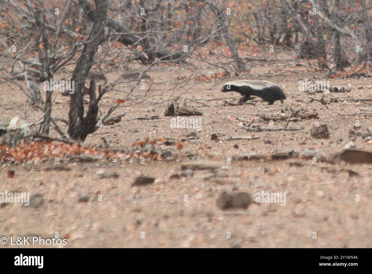 Cape Ratel (Mellivora capensis capensis) Mammalia Stock Photo - Alamy