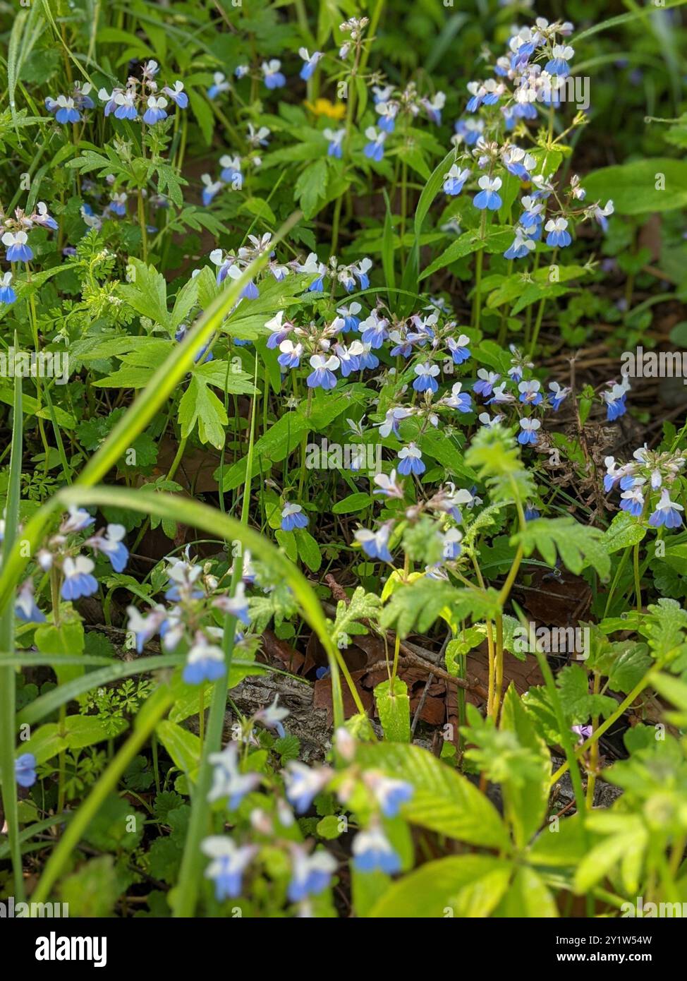 spring blue-eyed Mary (Collinsia verna) Plantae Stock Photo - Alamy