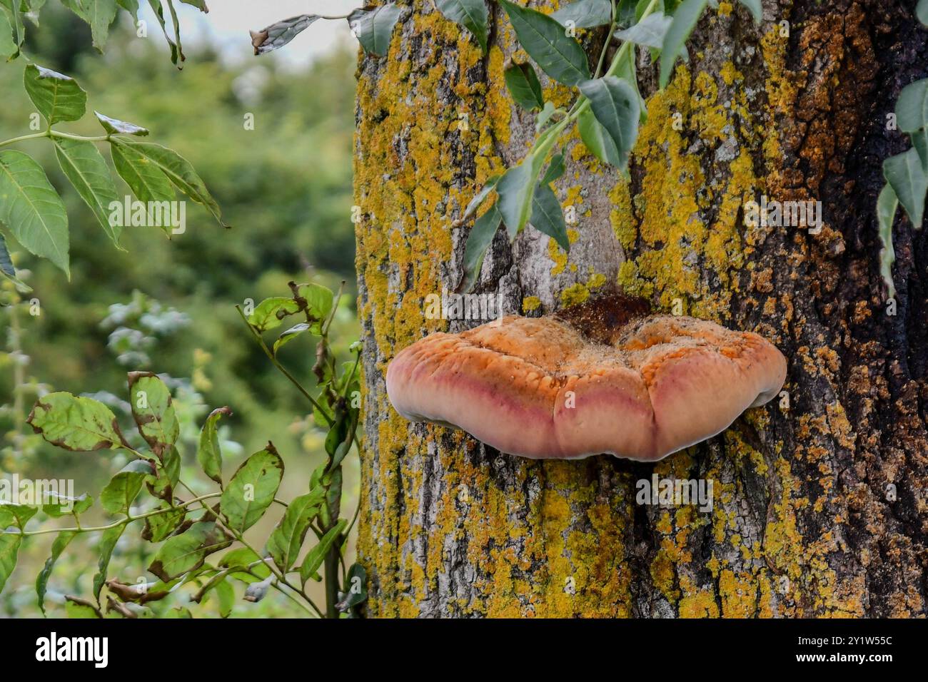 Shaggy Bracket growing on an ash tree uk Stock Photo - Alamy