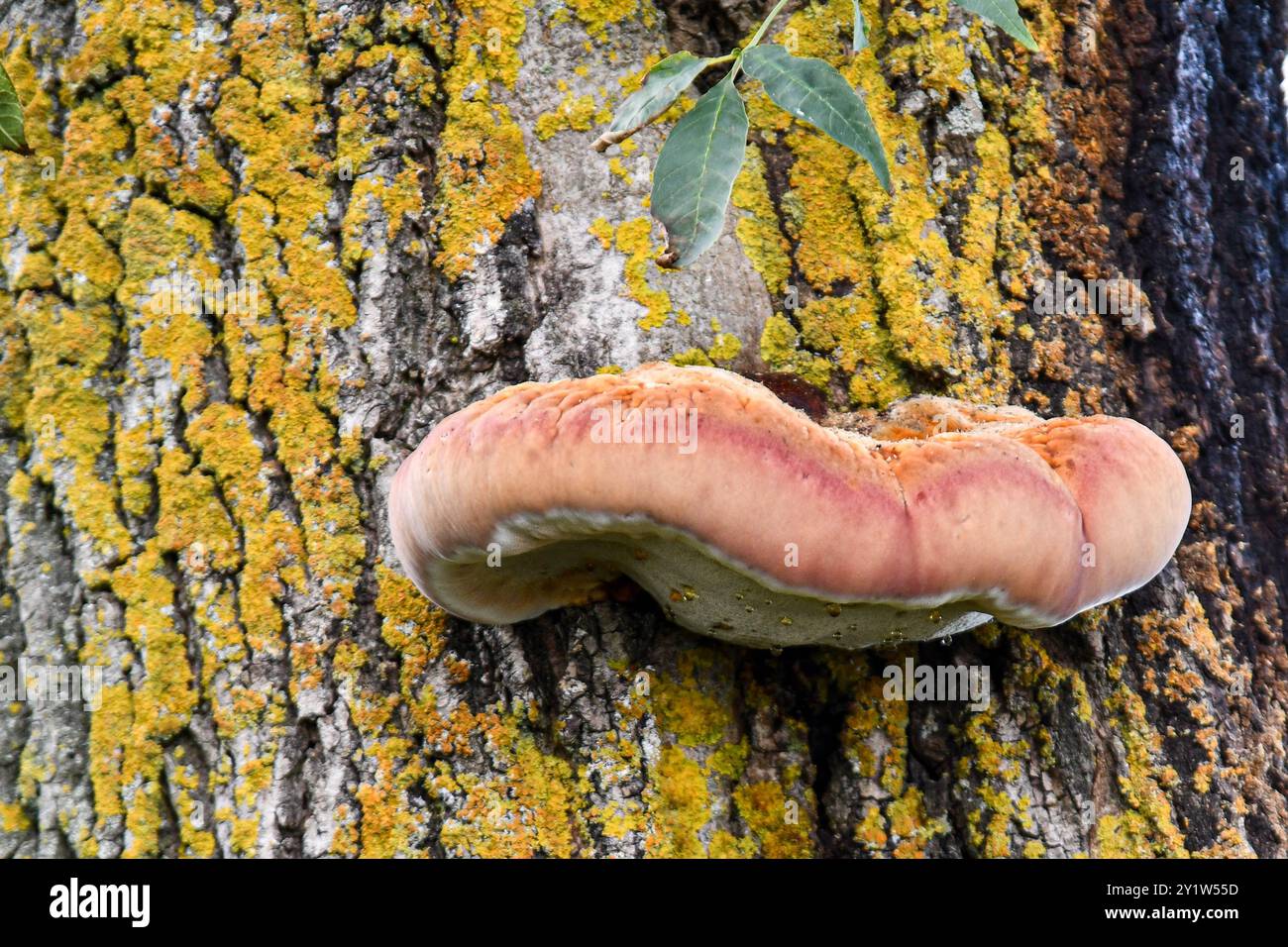 Tree identification guide hi-res stock photography and images - Alamy