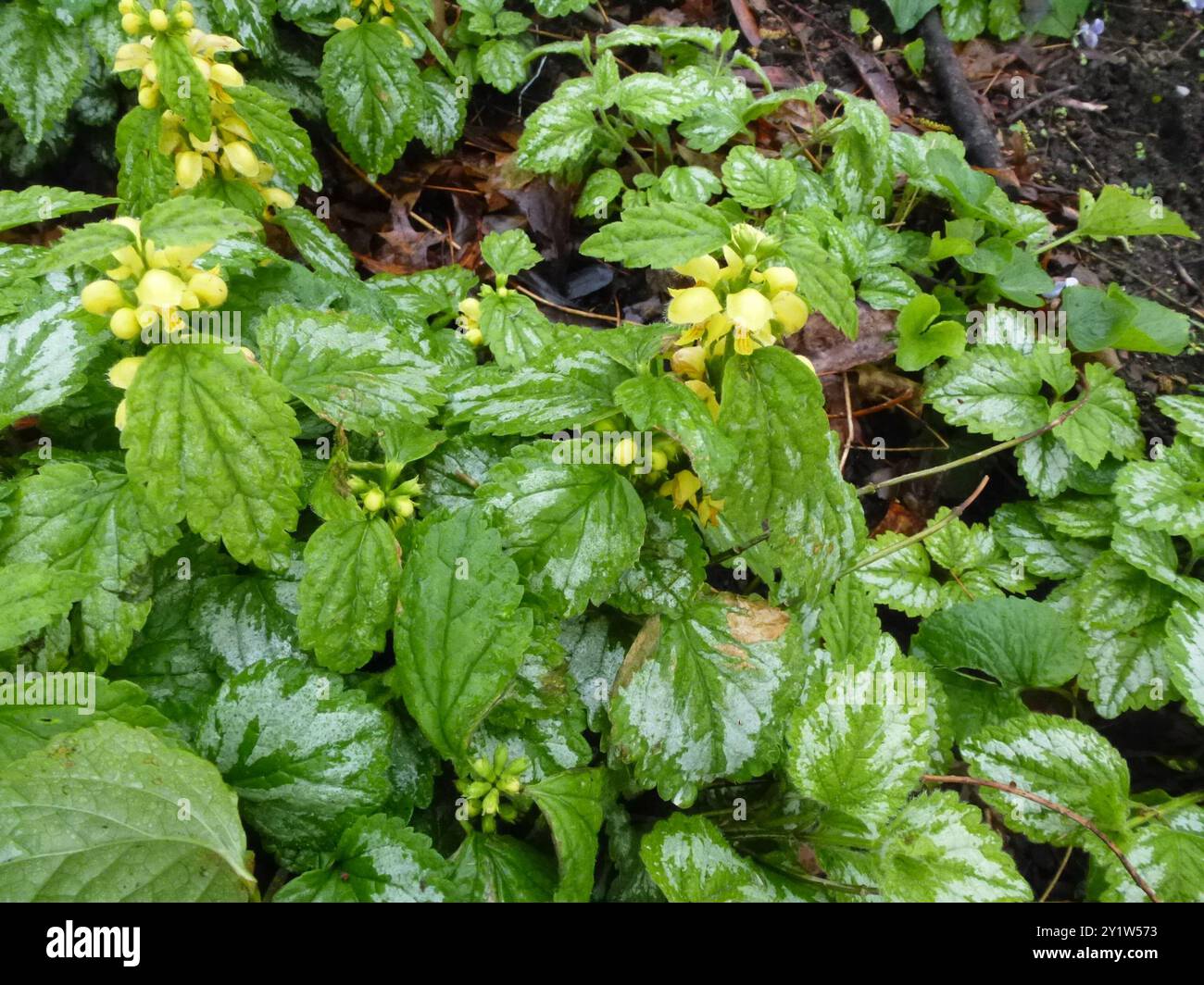 Variegated Yellow Archangel (Lamium galeobdolon argentatum) Plantae ...