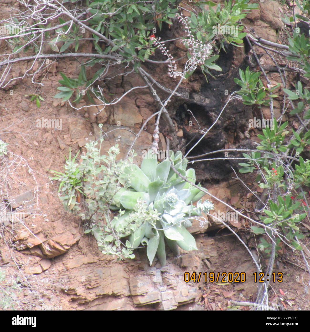 Chalk Dudleya (Dudleya pulverulenta) Plantae Stock Photo - Alamy
