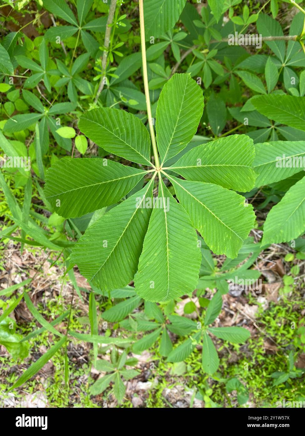 painted buckeye (Aesculus sylvatica) Plantae Stock Photo - Alamy
