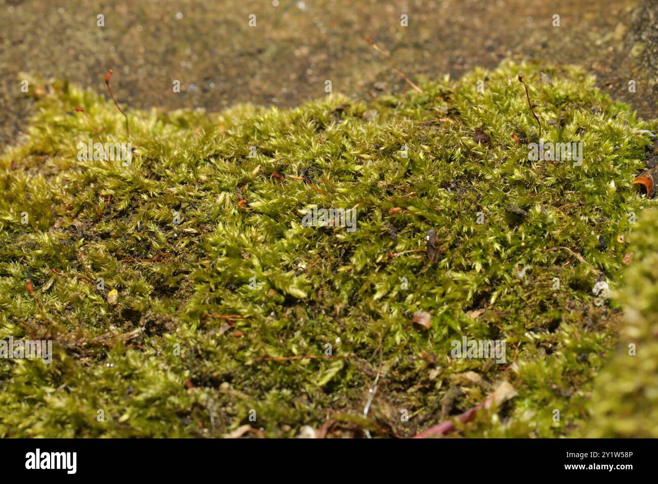Rough-stalked Feather-moss (Brachythecium rutabulum) Plantae Stock ...