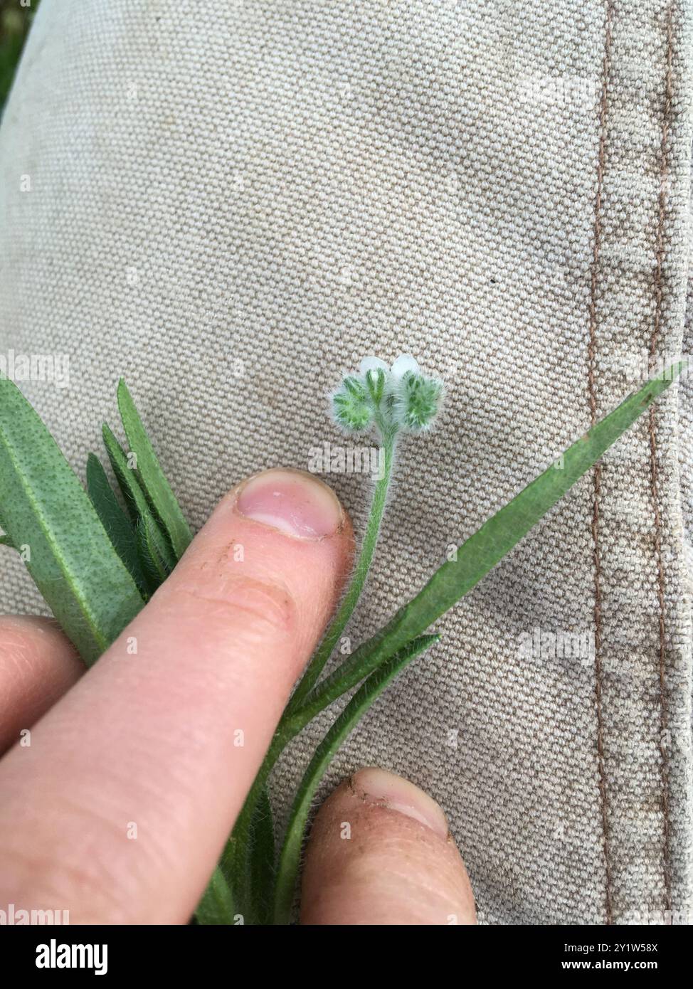 Clearwater cryptantha (Cryptantha intermedia) Plantae Stock Photo - Alamy