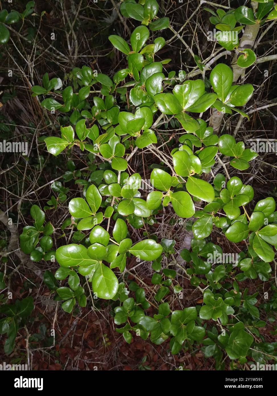Myrtle Oak (Quercus myrtifolia) Plantae Stock Photo - Alamy